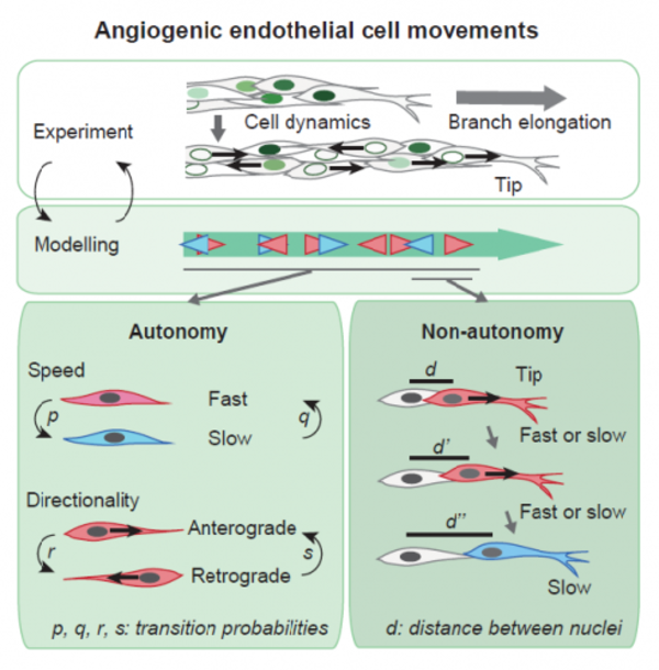 【Publications】Autonomy and non-autonomy of angiogenic cell movements ...
