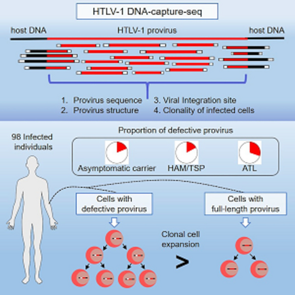 【Publications】The nature of the HTLV-1 provirus in naturally infected ...