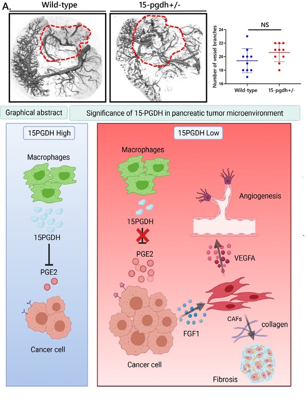 【Publications】Tumor microenvironmental 15-PGDH depletion promotes ...