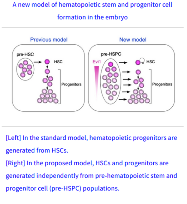 【Publications】Independent orgins of fetal liver haematopoietic stem and ...