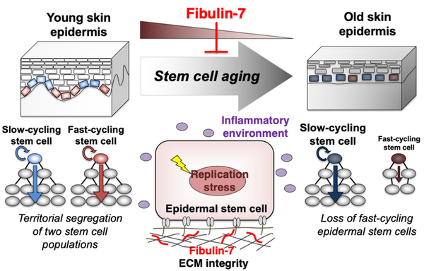 【Publications】The extracellular matrix fibulin 7 maintains epidermal ...